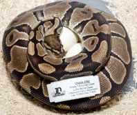 2021 Firefly SK Axanthic Clown Ball Python by JD Constriction - MorphMarket