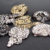 2021 Firefly Axanthic Clown Ball Python by JD Constriction - MorphMarket