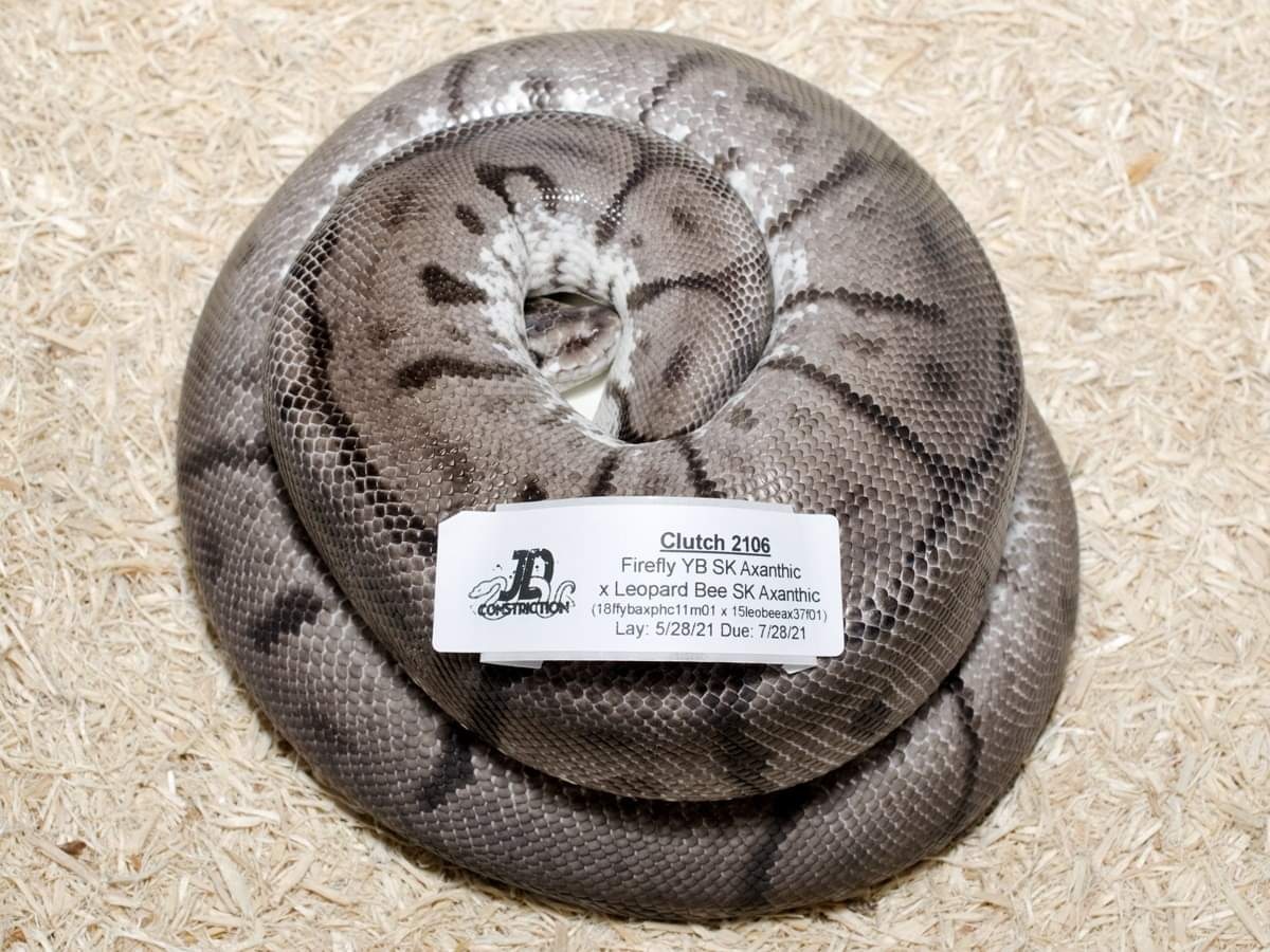 Leopard Bee SK Axanthic Ball Python by JD Constriction - MorphMarket