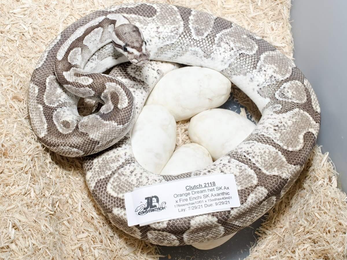 Fire Enchi Sk Axanthic Ball Python by JD Constriction - MorphMarket