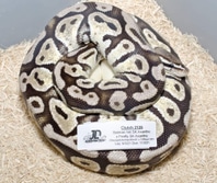 Firefly Spotnose SK Axanthic Het Clown Ball Python by JD Constriction - MorphMarket