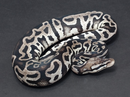 Pastel Leopard SK Axanthic Het Clown Ball Python by JD Constriction - MorphMarket