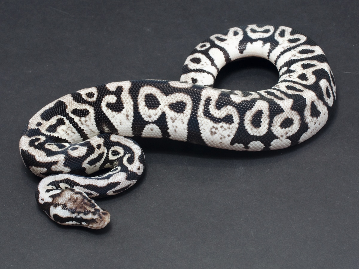 Firefly Spotnose SK Axanthic Het Clown Ball Python by JD Constriction - MorphMarket