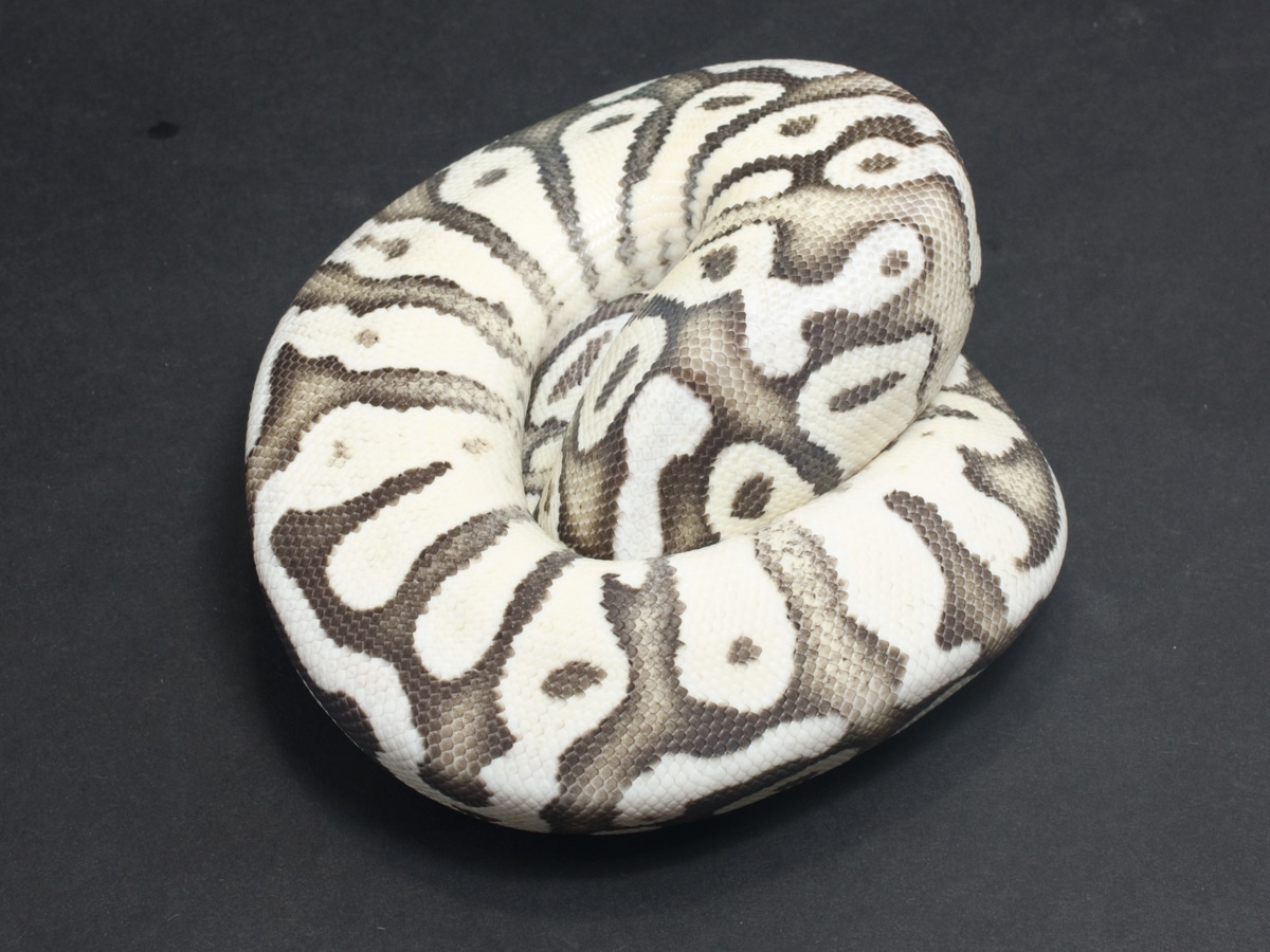 2021 Superfly SK Axanthic Ball Python by JD Constriction - MorphMarket
