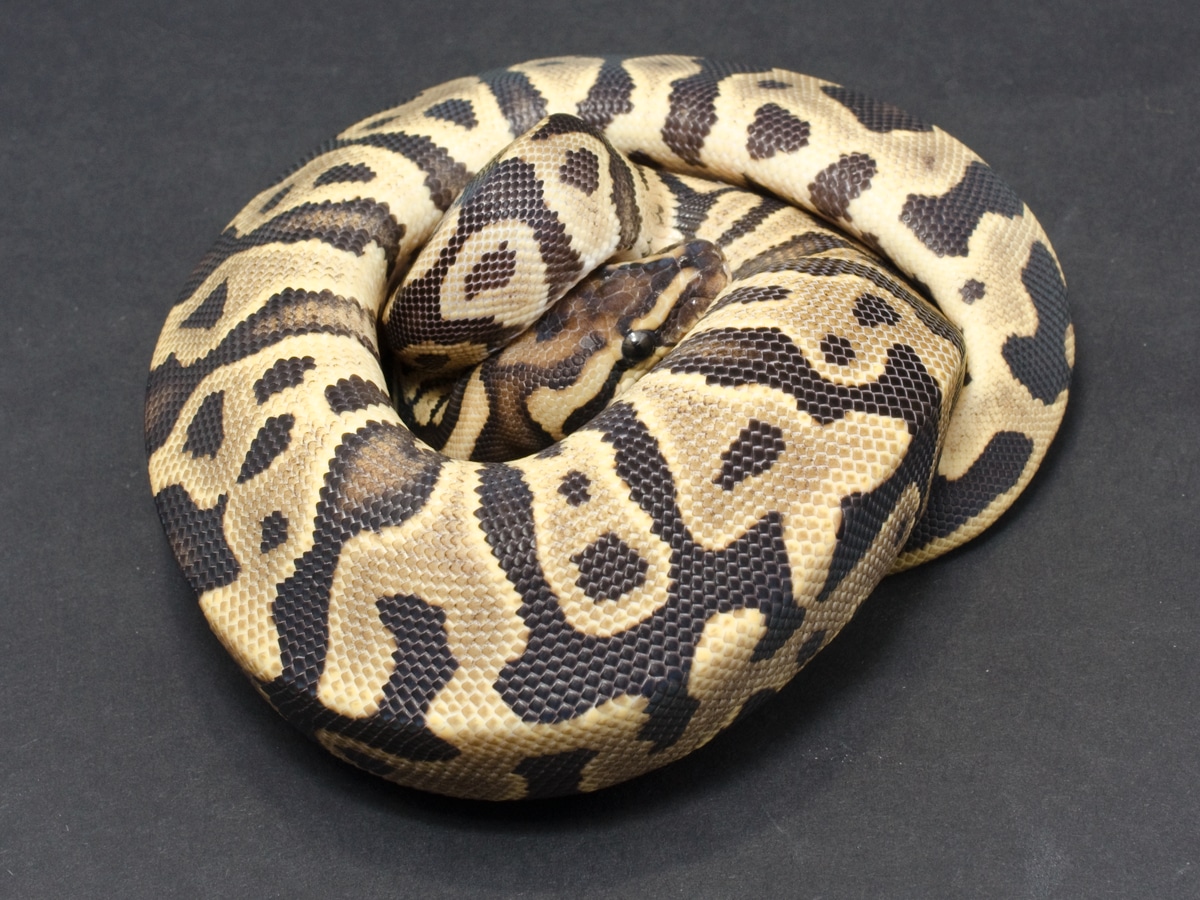 2021 Fire Leopard DH SK Axanthic Clown Ball Python by JD Constriction ...