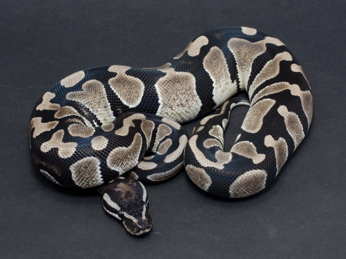 SK Axanthic Het Pied Ball Python by JD Constriction - MorphMarket