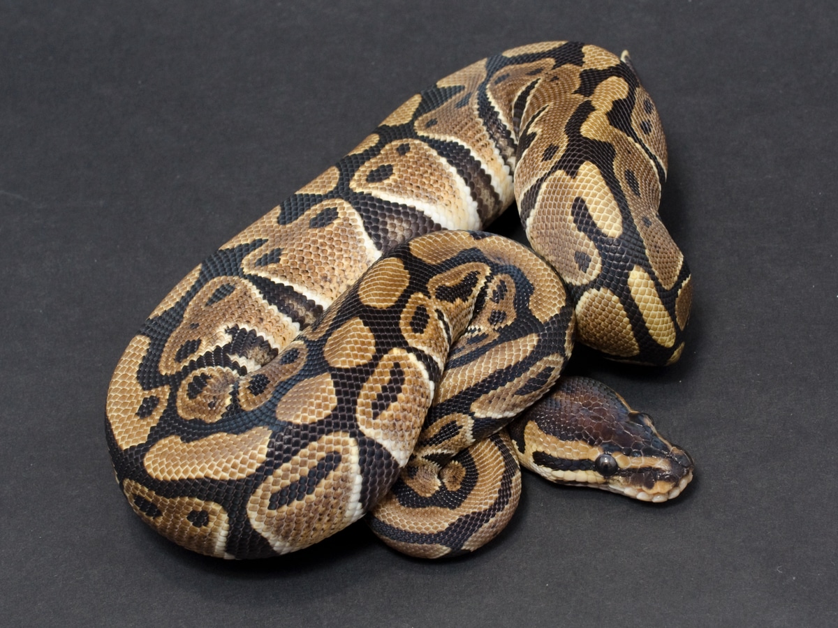 2021 Double Het Axanthic Clown Ball Python by JD Constriction - MorphMarket