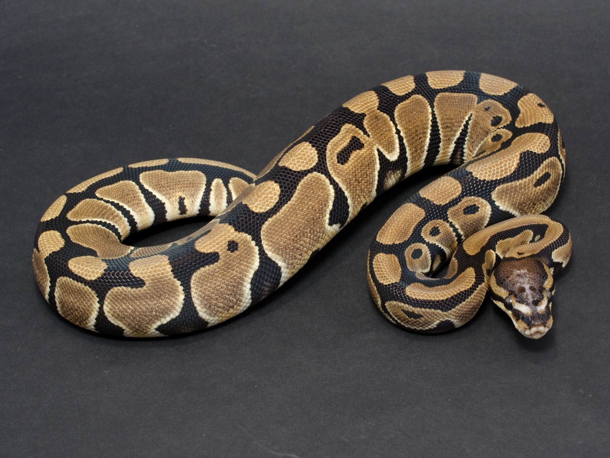 2021 Scaleless Head DH Axanthic Clown Ball Python by JD Constriction ...