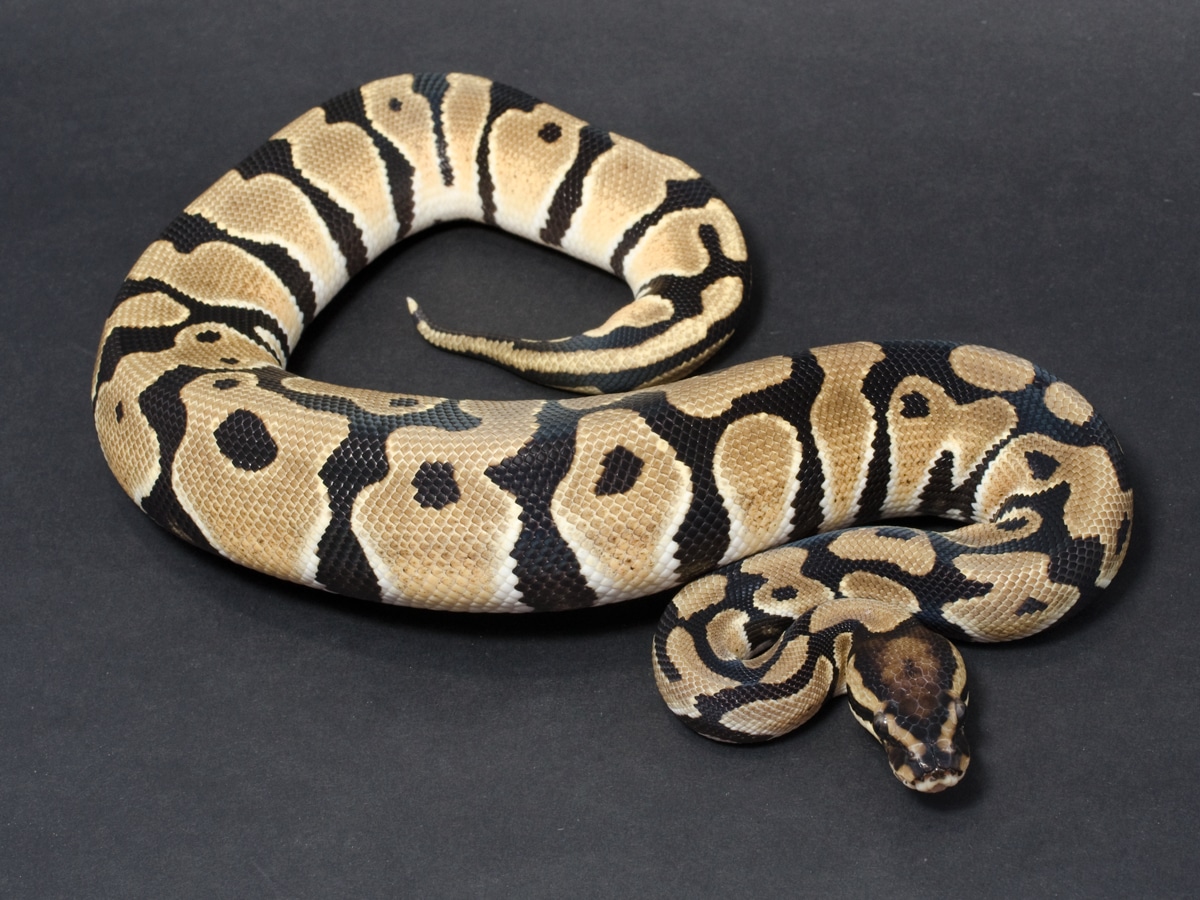Orange Dream Double Het SK Axanthic Clown Ball Python by JD ...