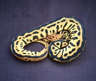 Firefly Spotnose SK Axanthic Het Clown Ball Python by JD Constriction - MorphMarket