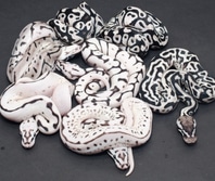 Fire Leopard Orange Dream Spider Yellow Belly Axanthic (TSK) Ball Python by JD Constriction ...