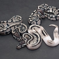 Axanthic (TSK) Piebald 66% Het Hypo Ball Python by JD Constriction ...