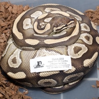 Pastave GHI Axanthic (TSK) Ball Python by JD Constriction - MorphMarket