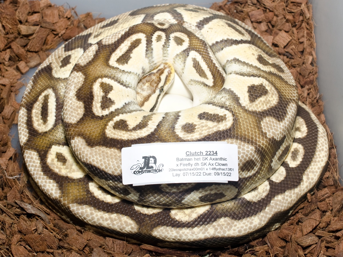 Ball Python Clutch: 2234 by JD Constriction - MorphMarket