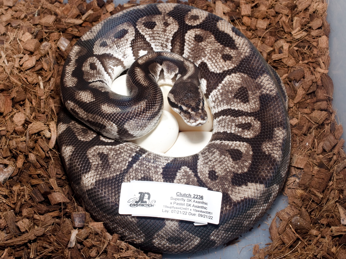 Ball Python Clutch: 2236 by JD Constriction - MorphMarket