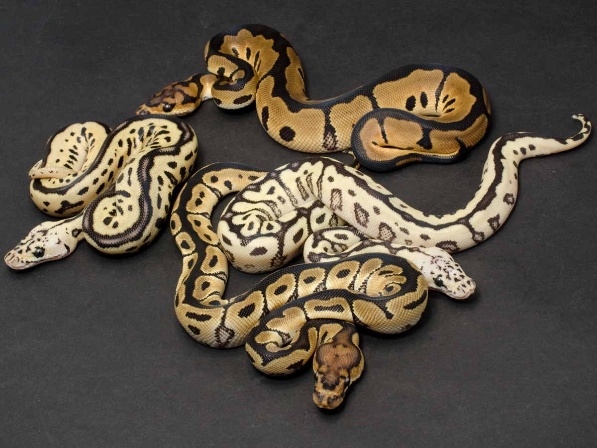 Ball Python Clutch: 2223 by JD Constriction - MorphMarket