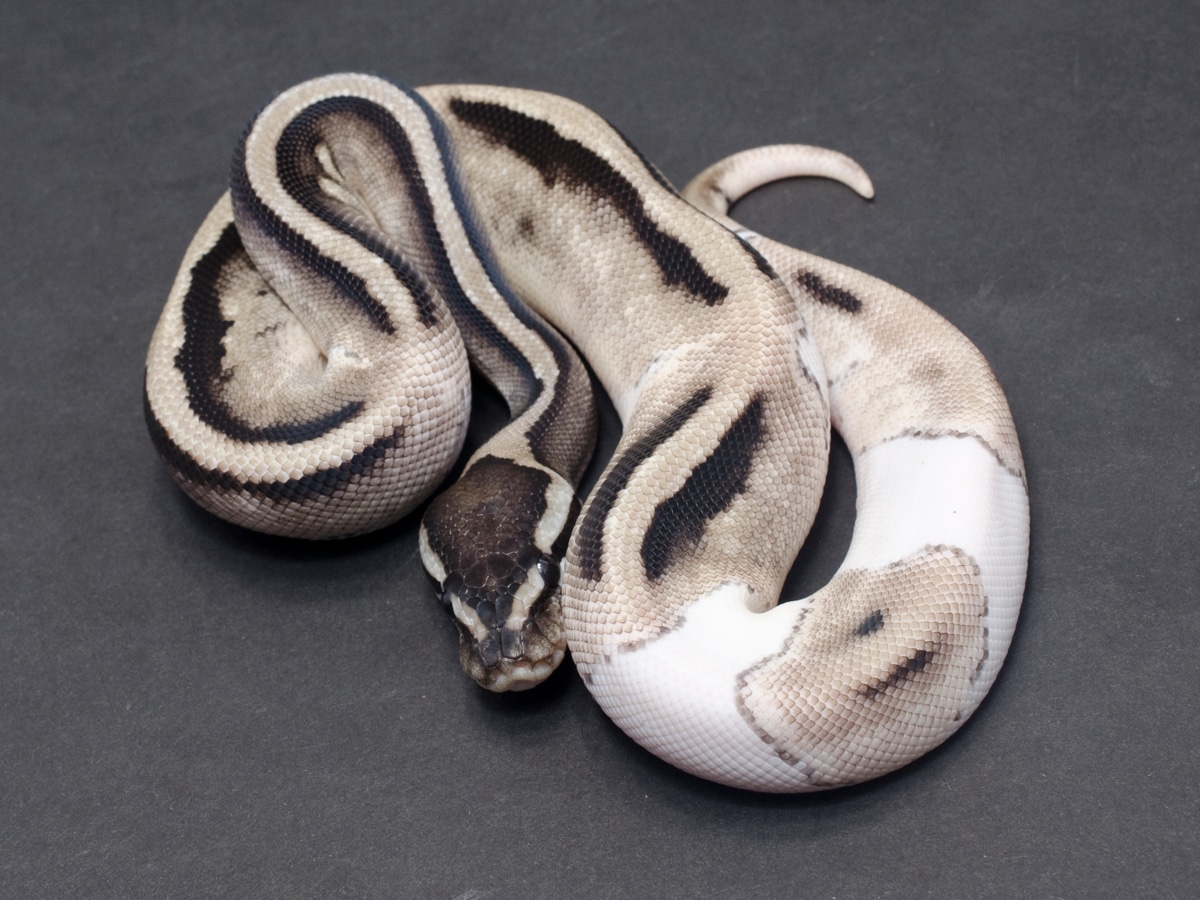 Axanthic (TSK) Piebald 66% Het Hypo Ball Python by JD Constriction ...