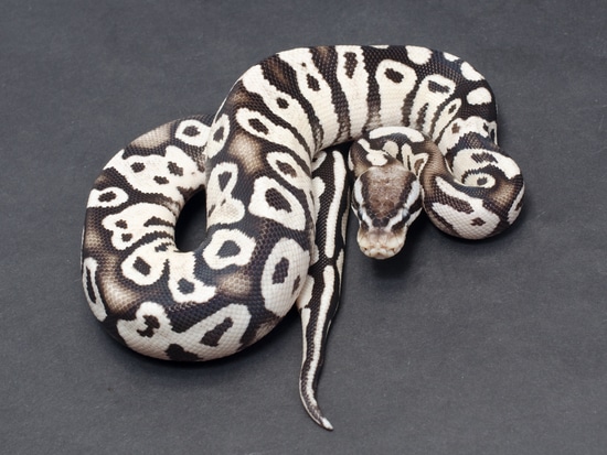 Firefly Axanthic (TSK) Ball Python by JD Constriction