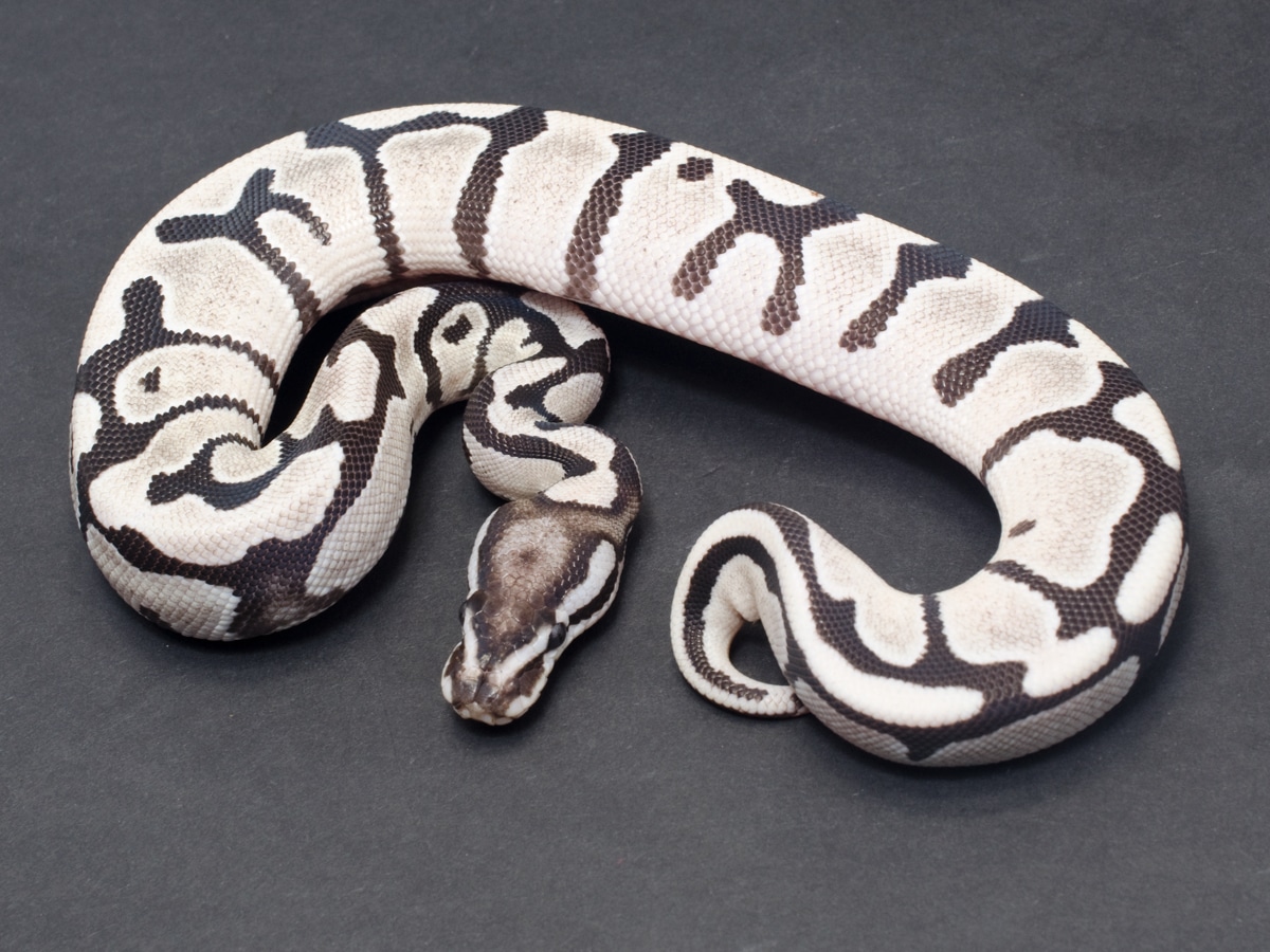 Fire Orange Dream Axanthic (TSK) Ball Python by JD Constriction - MorphMarket