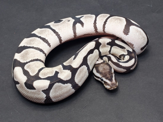 Fire Orange Dream Axanthic (TSK) Ball Python by JD Constriction