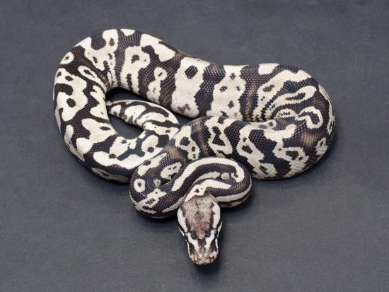 Firefly Acid Axanthic (TSK) Ball Python by JD Constriction