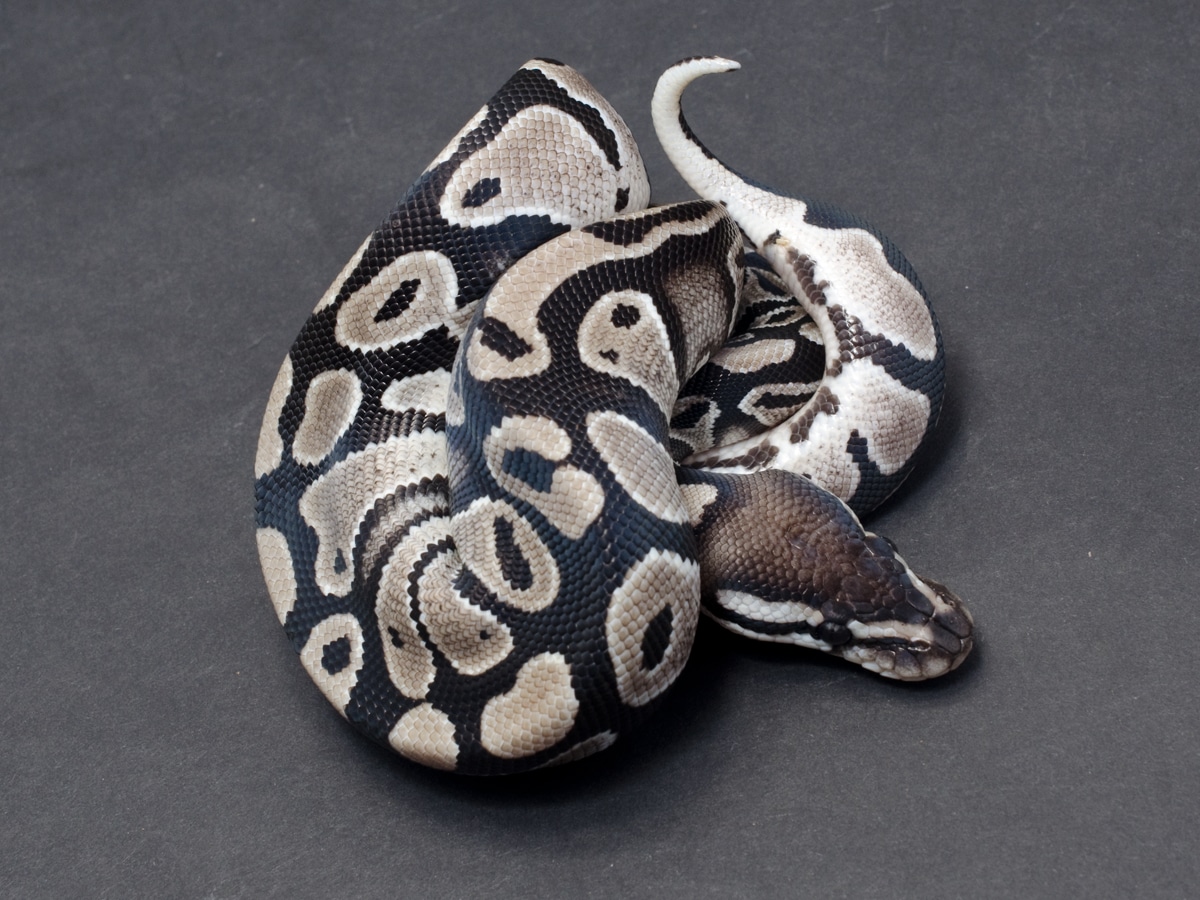 Axanthic (TSK) 66% Het Hypo 66% Het Piebald Ball Python by JD ...