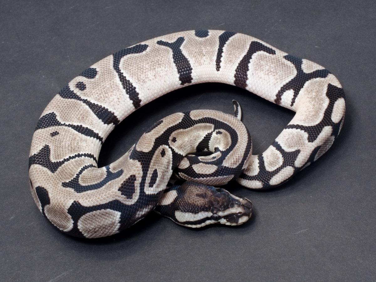 Orange Dream Axanthic (TSK) Ball Python by JD Constriction - MorphMarket