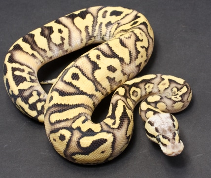 Pastave GHI Axanthic (TSK) Ball Python by JD Constriction - MorphMarket