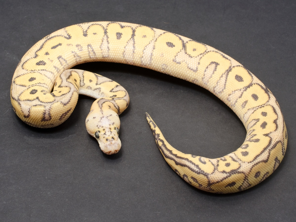 Superfly Clown 100% Het Axanthic (TSK) Ball Python by JD Constriction - MorphMarket
