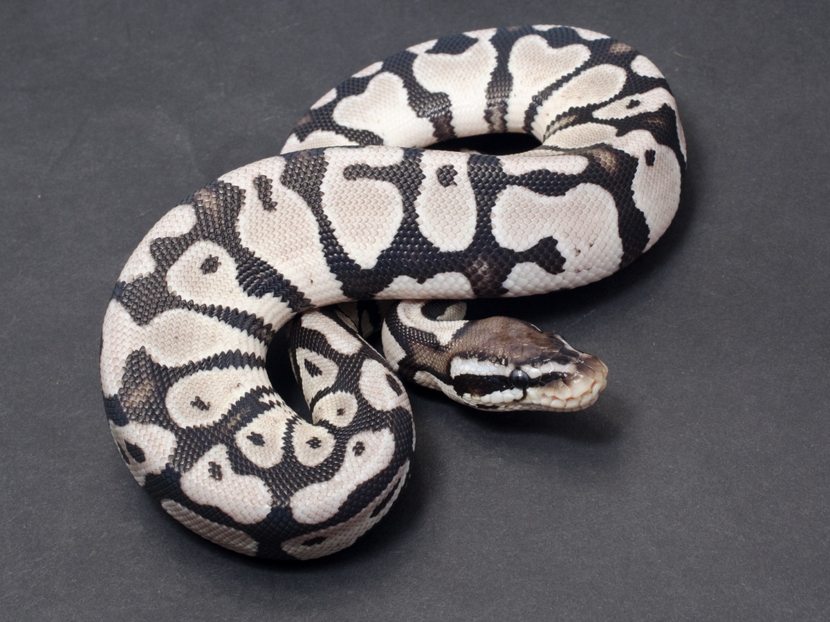 Pastel Axanthic (TSK) Ball Python by JD Constriction - MorphMarket
