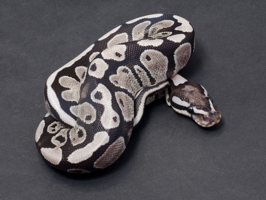Fire Axanthic (TSK) Ball Python by JD Constriction