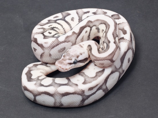 Superfly Axanthic (TSK) Ball Python by JD Constriction