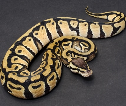 2021 Firefly Axanthic Clown Ball Python by JD Constriction - MorphMarket