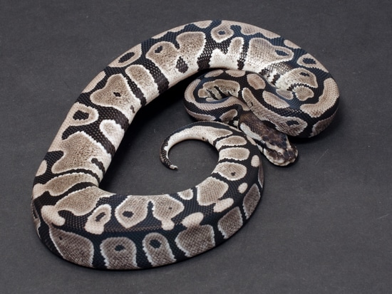 Axanthic (TSK) 100% Het Clown Ball Python by JD Constriction