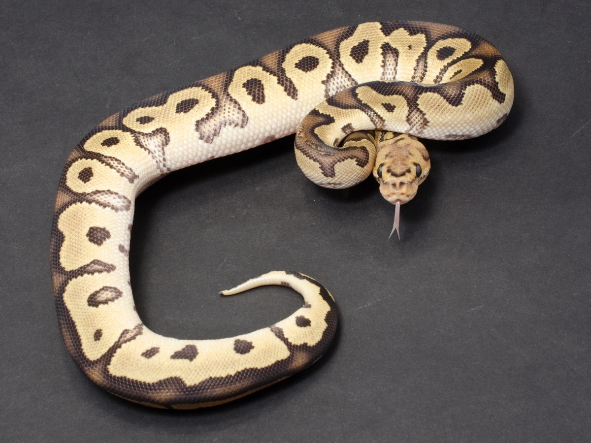 Fire Clown 100% Het Axanthic (TSK) Ball Python by JD Constriction - MorphMarket