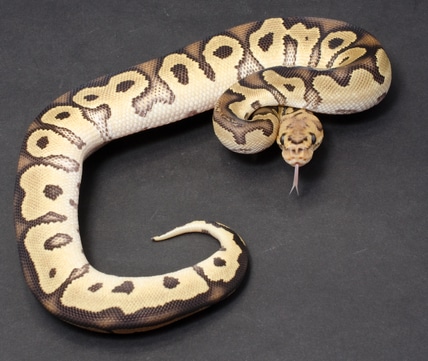 2021 Firefly Axanthic Clown Ball Python by JD Constriction - MorphMarket