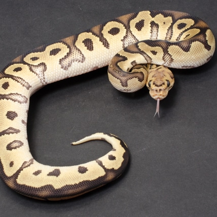 2021 Firefly Axanthic Clown Ball Python by JD Constriction - MorphMarket