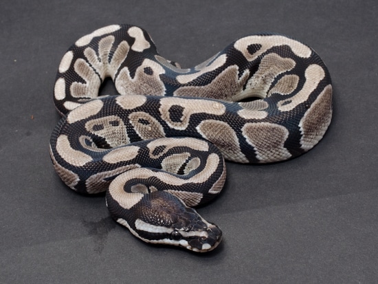 Axanthic (TSK) Ball Python by JD Constriction