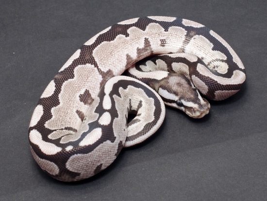 Fire Axanthic (TSK) Ball Python by JD Constriction