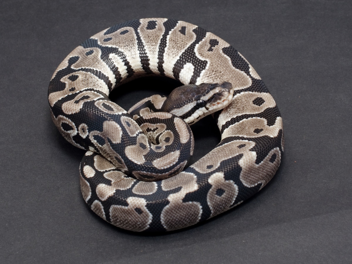 Axanthic (TSK) 100% Het Clown Ball Python by JD Constriction - MorphMarket