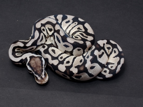 Pastel Axanthic (TSK) Ball Python by JD Constriction