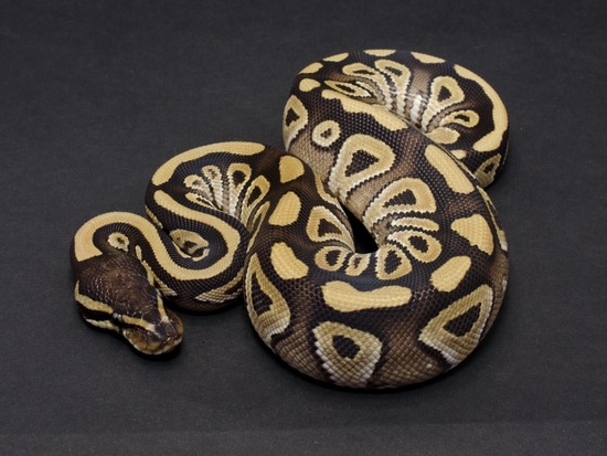 Mojave 100% Het Axanthic (TSK) Ball Python by JD Constriction