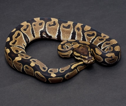 Pastave GHI Axanthic (TSK) Ball Python by JD Constriction - MorphMarket
