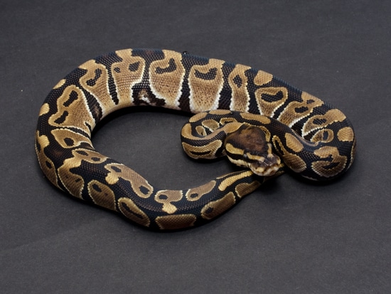 100% Het Axanthic (TSK) 100% Het Clown Ball Python by JD Constriction