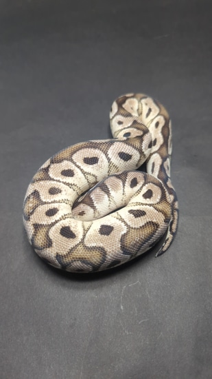 Pastel Axanthic (TSK) Clown Ball Python by JD Constriction