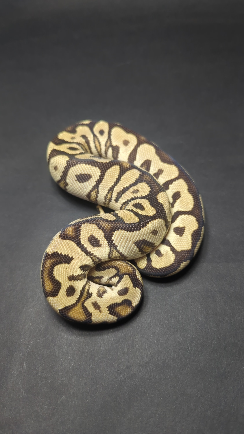 Spotnose Clown 66% Het Axanthic (TSK) Ball Python by JD Constriction ...