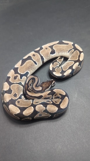 Specter Axanthic (TSK) Ball Python by JD Constriction