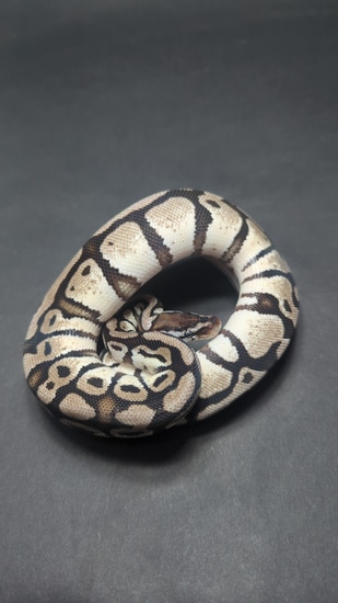 Pastel Specter Axanthic (TSK) Ball Python by JD Constriction