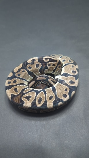 Axanthic (TSK) Ball Python by JD Constriction