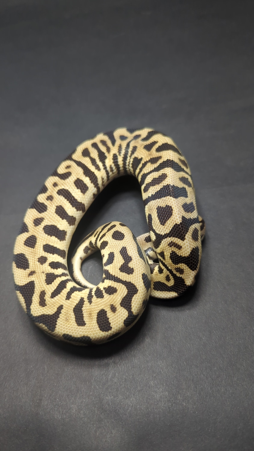 Fire Leopard Spotnose Het Clown 66% Het Axanthic (TSK) Ball Python by ...